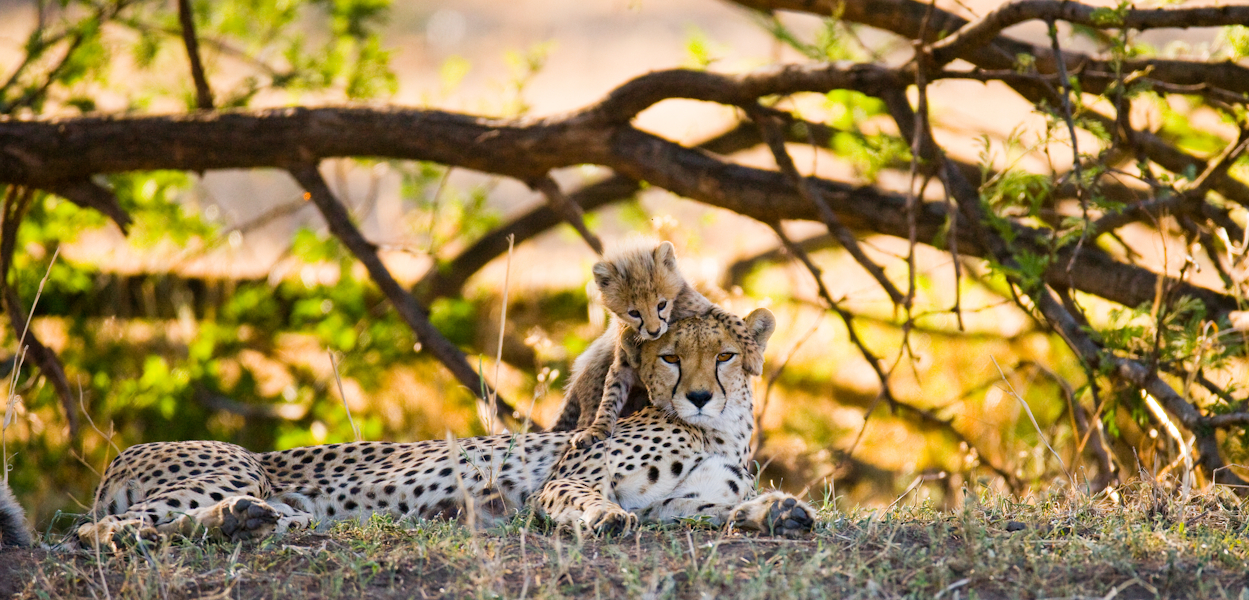 استمتع بأفضل ما في شرق أفريقيا مع Wild With Evans